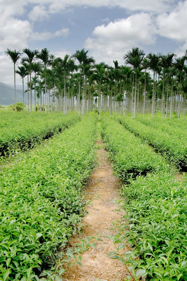 Tea farm road toward areca stock image. Image of landscape - 10310375