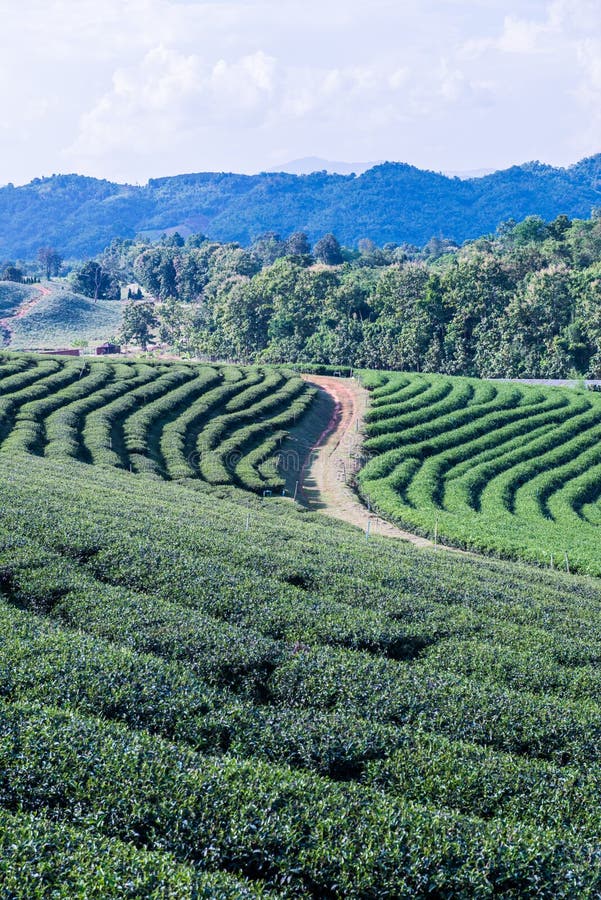 Tea Farm in Thai stock photo. Image of farm, land, landscape - 172423076