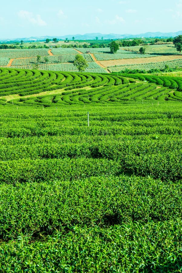 Tea Farm in Thai stock photo. Image of scenery, climate - 192994950