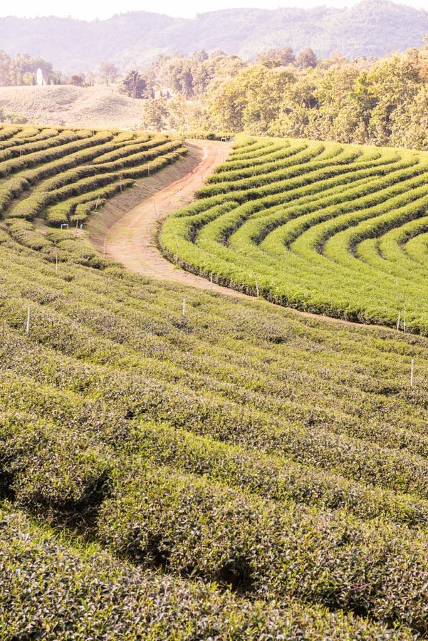Tea Farm in Thai stock image. Image of spring, agriculture - 192994963