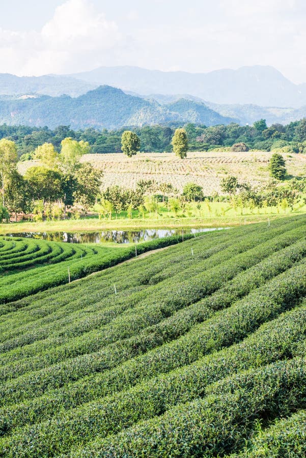 Tea Farm in Thai stock photo. Image of field, season - 192994972