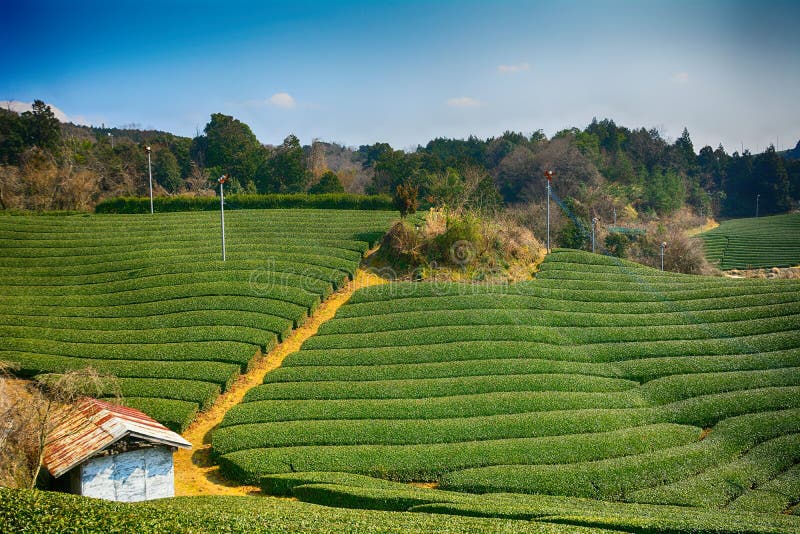 Tea farm, Wazuka, Japan stock image. Image of asia, culture - 103868877