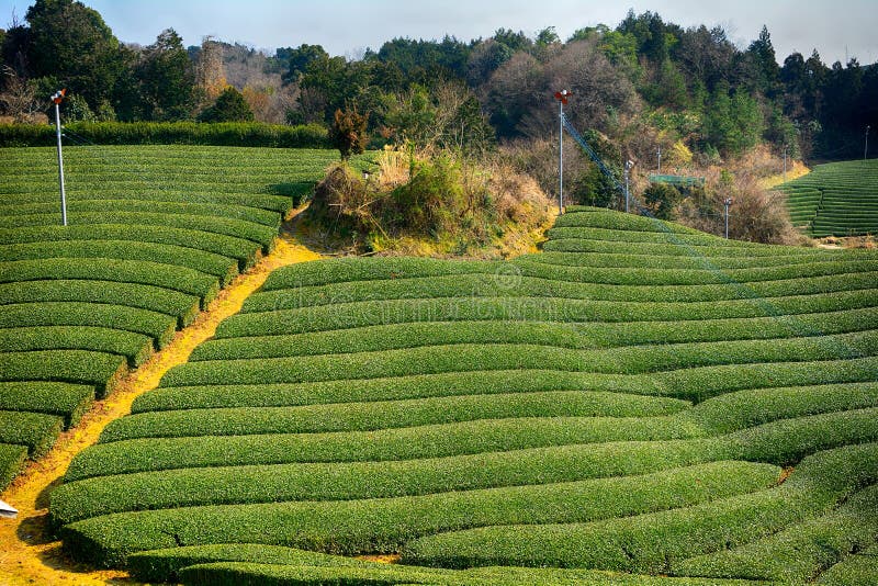 Tea farm, Wazuka, Japan stock photo. Image of exotic - 103869050