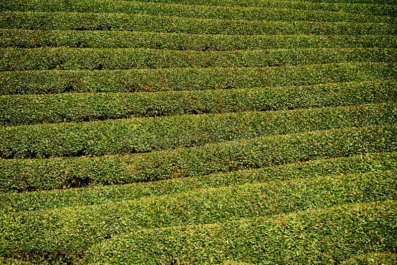 Jizo Bodhisattva, Wazuka, Japan Editorial Photography - Image of ...