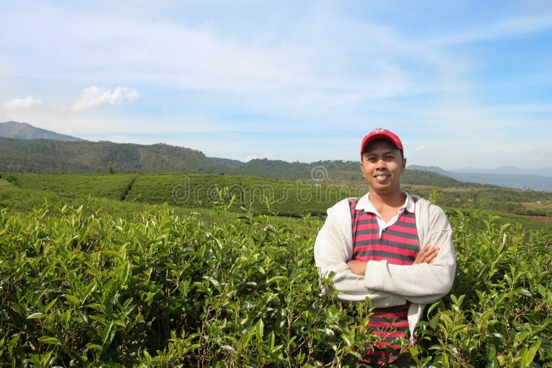 Tea farmer stock photo. Image of plant, agriculture, financial - 8819268
