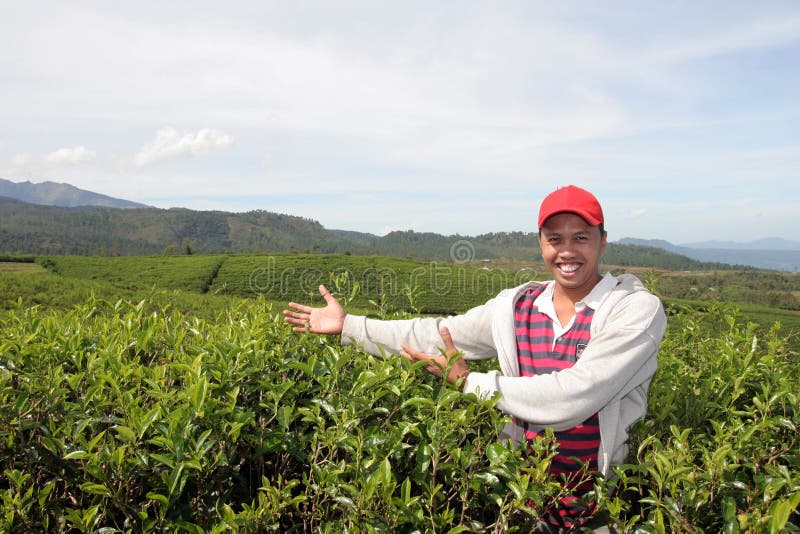 Ethiopian Farmer on a Tea Plantation Near Jimma, Ethiopia Editorial ...
