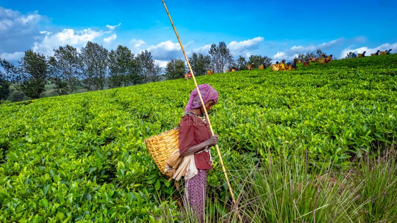Tea Farmer , Ethiopian Tea Farm, Harvesting Time Editorial Image ...