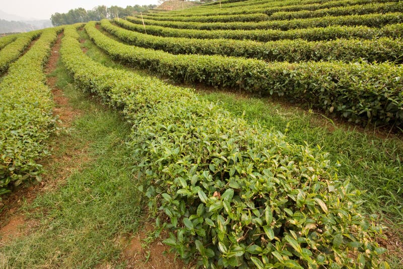 Tea field stock photo. Image of farmland, steps, plant - 13925770