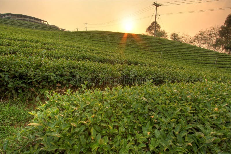 Tea field stock image. Image of leaf, beauty, incline - 16063067