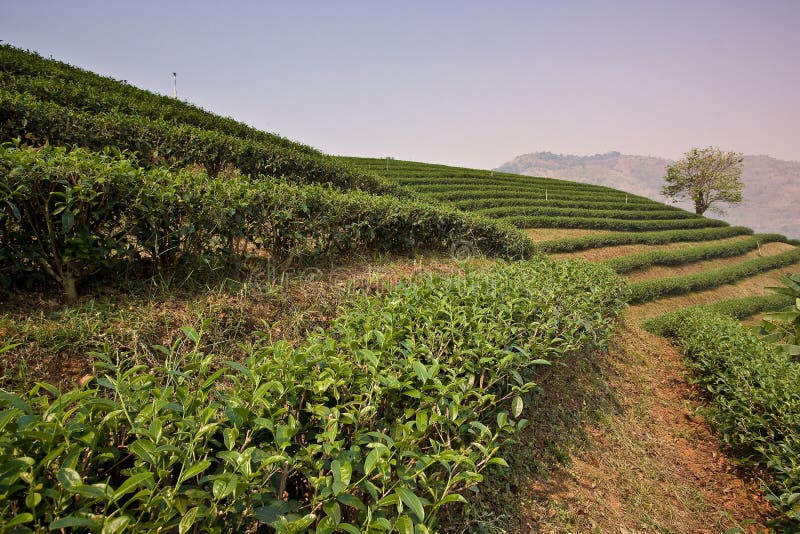 Tea field stock photo. Image of field, grow, slope, tier - 16570234