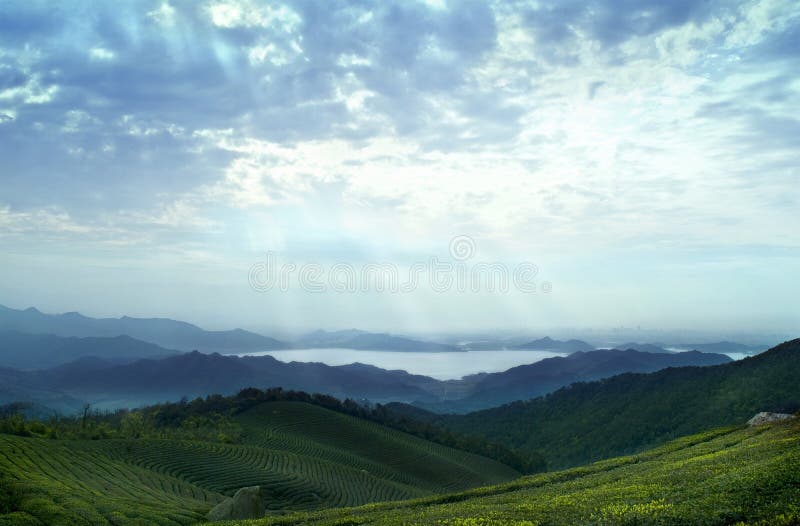 Longjing Tea Field in Hangzhou Editorial Photo - Image of waters, china ...