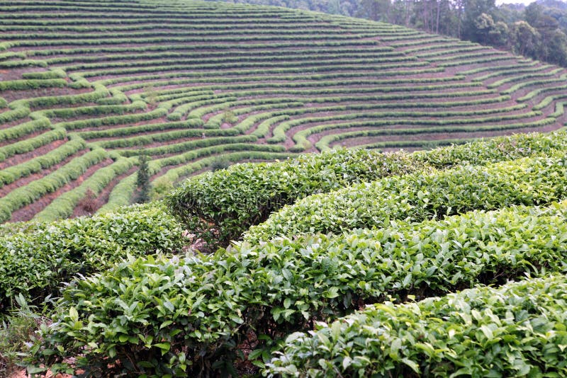 Tea Field stock photo. Image of natural, landscape, green - 2372238