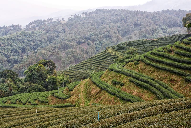 Tea Field Picture. Image: 23999526