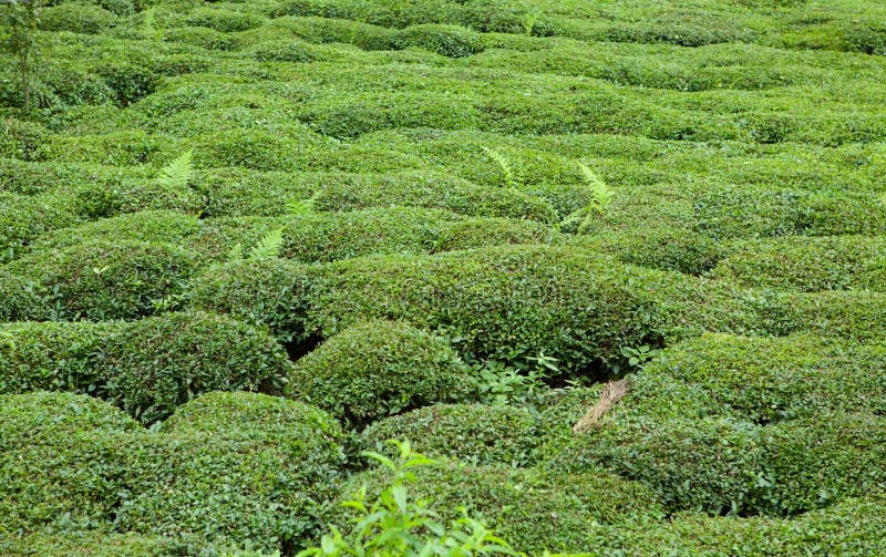 Tea Field stock image. Image of farm, plantation, grow - 25478099