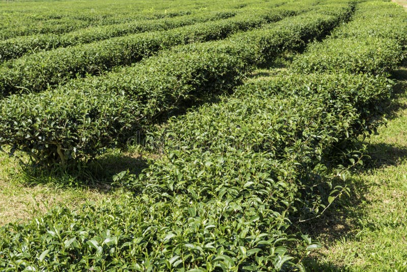 Tea Field stock photo. Image of plant, natural, nature - 27572388