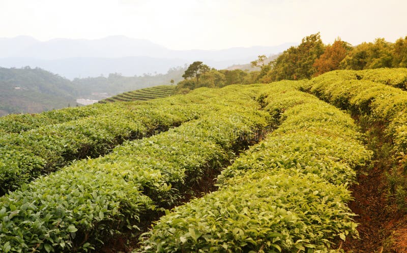 Tea Field stock photo. Image of trees, plowland, rural - 5175338