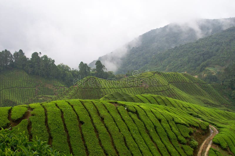 Tea field stock image. Image of beverage, vally, tropical - 5992985