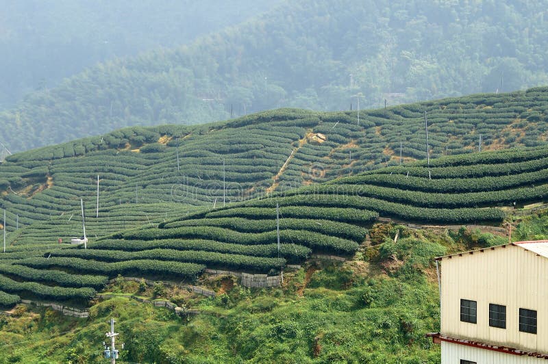 Tea field stock image. Image of chinese, china, growth - 34355581