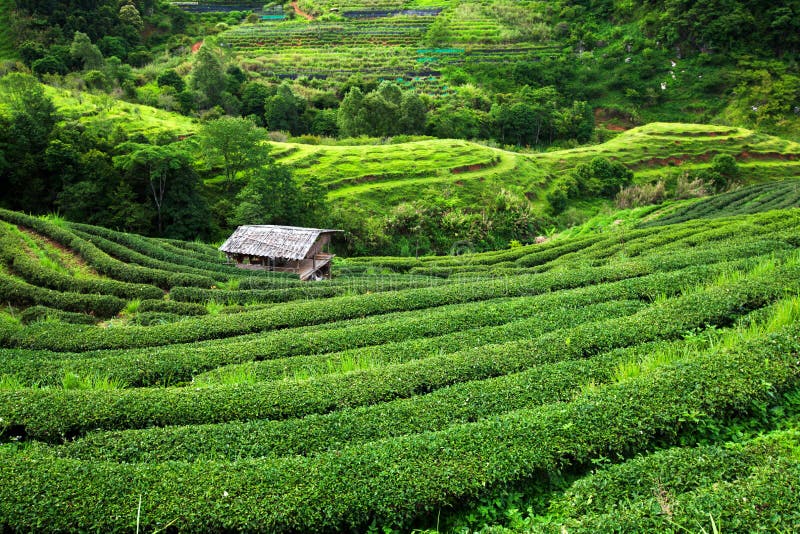Tea field stock image. Image of beautiful, field, growth - 33056059