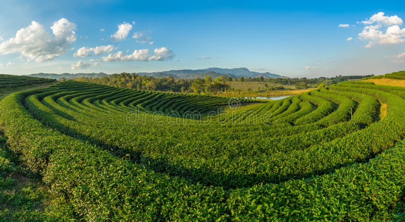 Tea field curve stock image. Image of water, mountain - 48464449