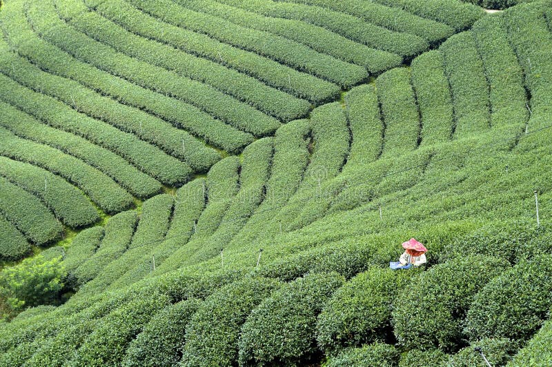 Tea field stock image. Image of picking, plant, harvesting - 34355623