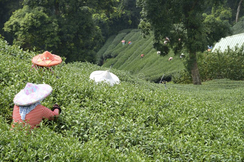 Tea field stock photo. Image of backgrounds, picking - 34355626