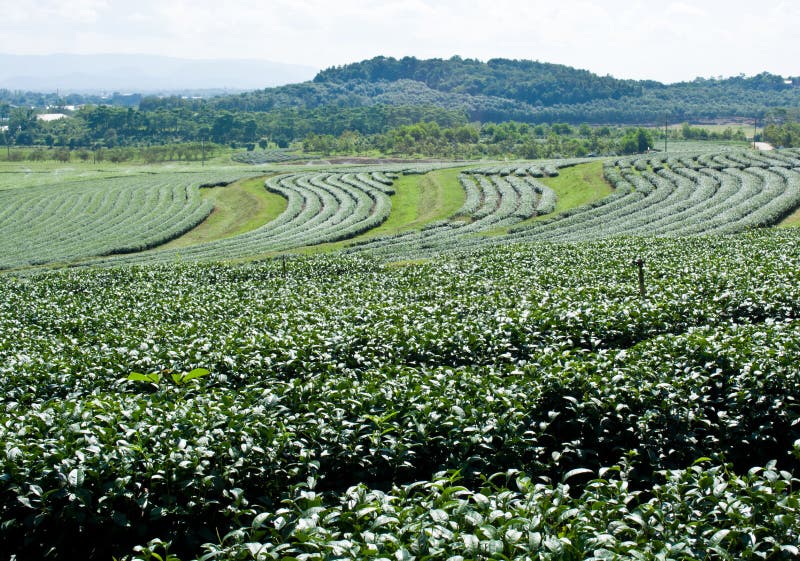 Tea field stock image. Image of healthy, majestic, asia - 39328991