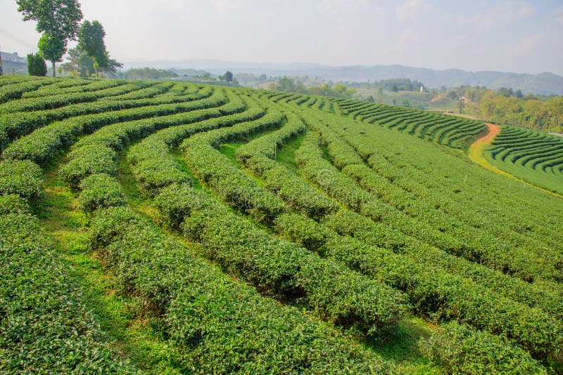 Tea field stock image. Image of beautiful, travel, landscape - 64219401