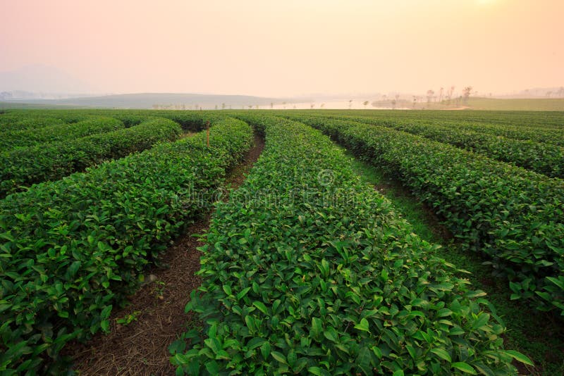 Farm field stock image. Image of village, plants, sunny - 2924571