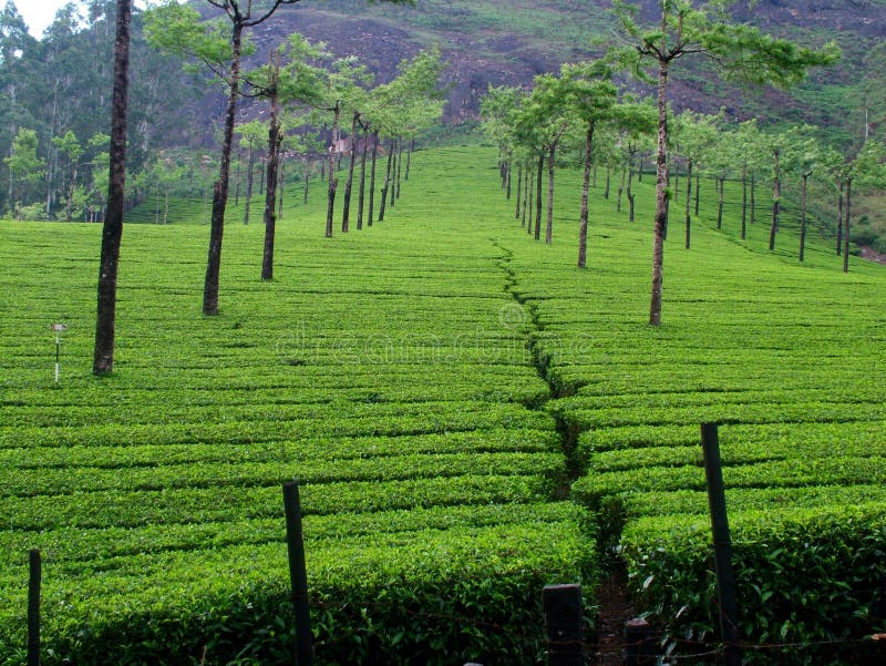 Tea Field in Munnar Kerala, India Stock Photo - Image of countryside ...