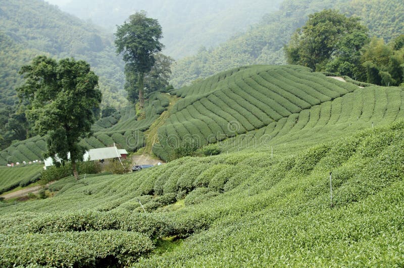 Tea field stock photo. Image of industry, freshness, basket - 34355596