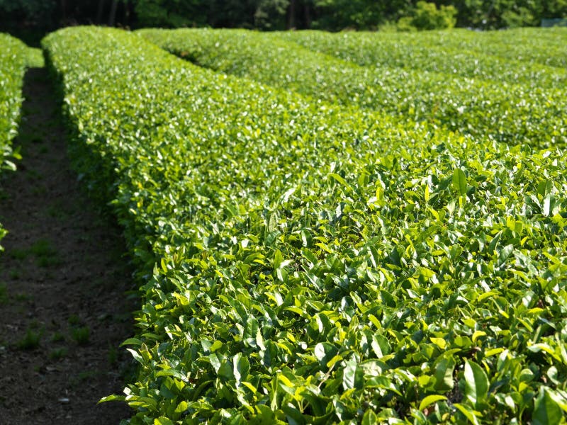 Tea Field in Shizuoka, Japan Stock Image - Image of nature, field ...