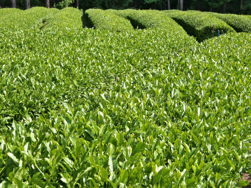 Tea Field in Shizuoka, Japan Stock Photo - Image of green, japann ...