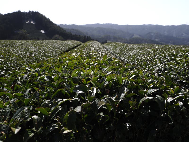 Tea Field in Spring at Waduka, Kyoto Stock Photo - Image of field ...