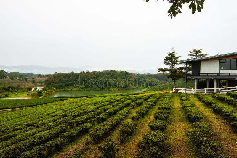 Tea Field in Thailand with Rain Stock Image - Image of fresh, garden ...
