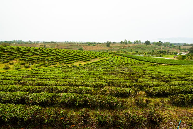 Tea Field in Thailand with Rain Stock Image - Image of environment ...