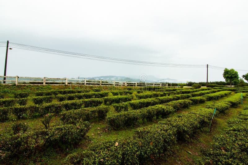 Tea Field in Thailand with Rain Stock Image - Image of garden, crop ...