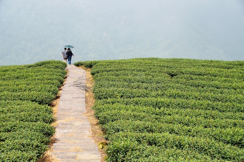 Tea field stock image. Image of mansion, field, crop - 34355573