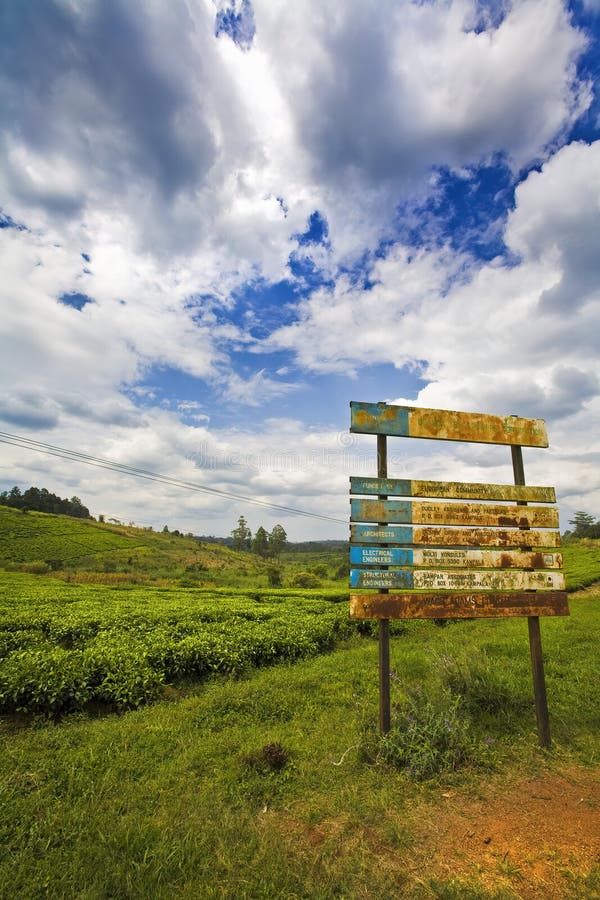 Tea field in Uganda editorial photo. Image of agriculture - 249742656