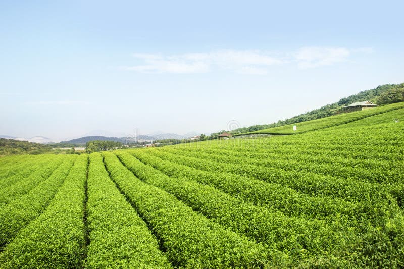 Tea field stock image. Image of green, view, landscape - 61103959