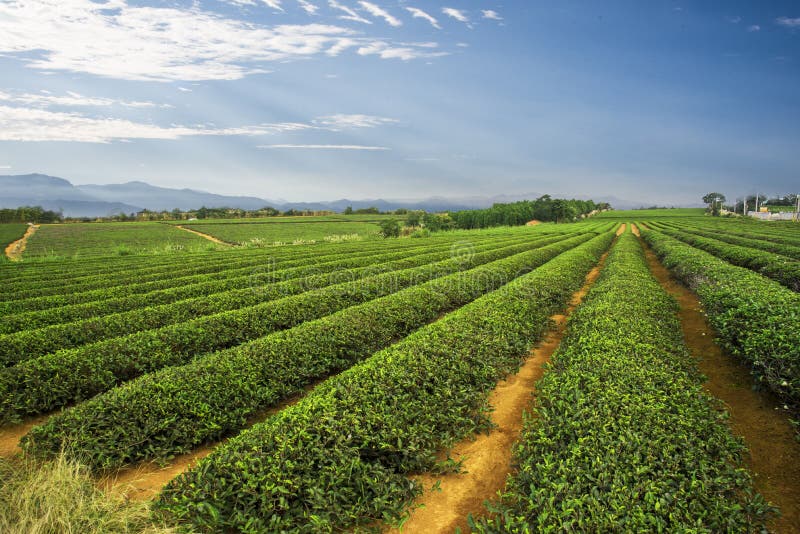 TEA FIELD stock photo. Image of light, outdoors, nature - 48149576