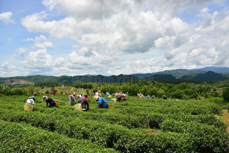 Tea field stock photo. Image of color, leaf, workers - 55268104