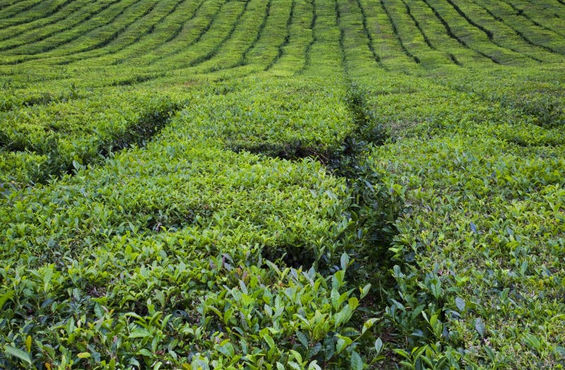 Tea Fields stock image. Image of green, bush, field, farm - 10841637