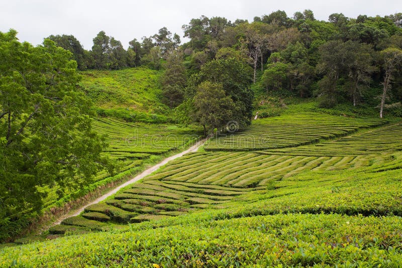 Tea fields stock image. Image of head, garden, floral - 22736157