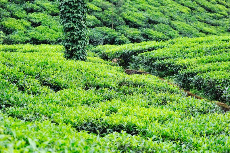 Tea Fields stock image. Image of agriculture, landscape - 23200489