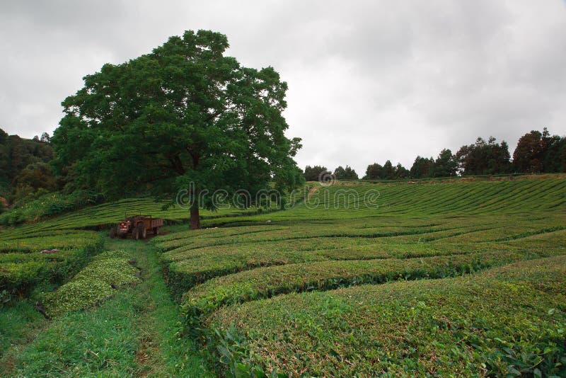 Tea fields stock image. Image of bush, green, spring - 23267677