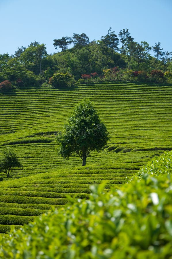 Tea Fields stock image. Image of farming, agriculture - 26909179