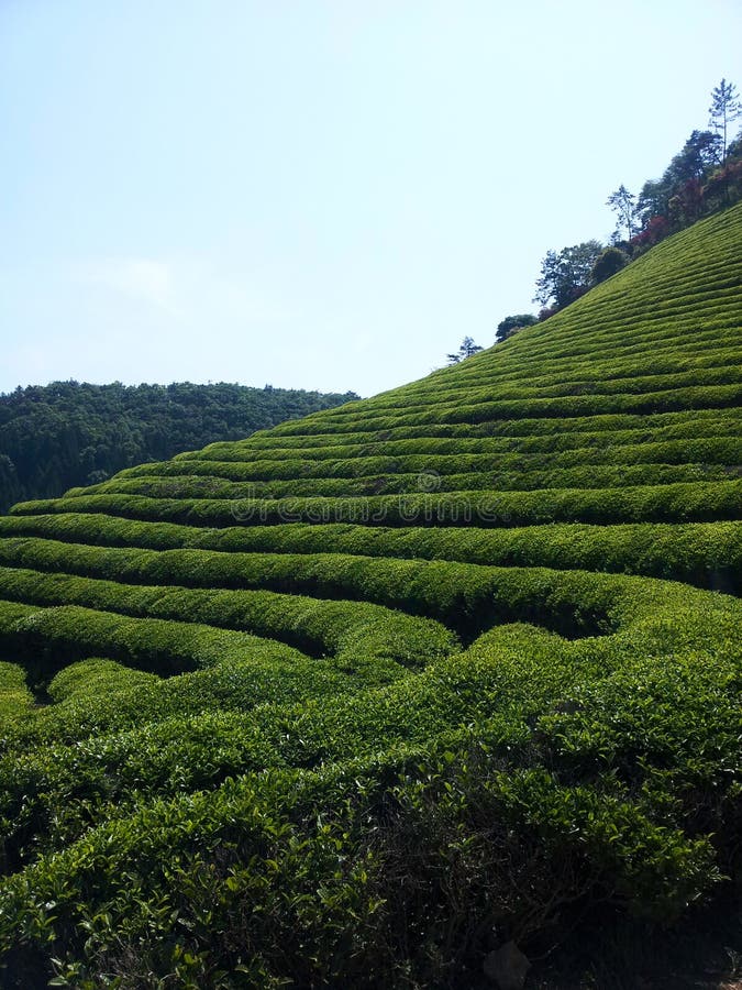 Tea Fields stock photo. Image of growth, steppe, farming - 26909194