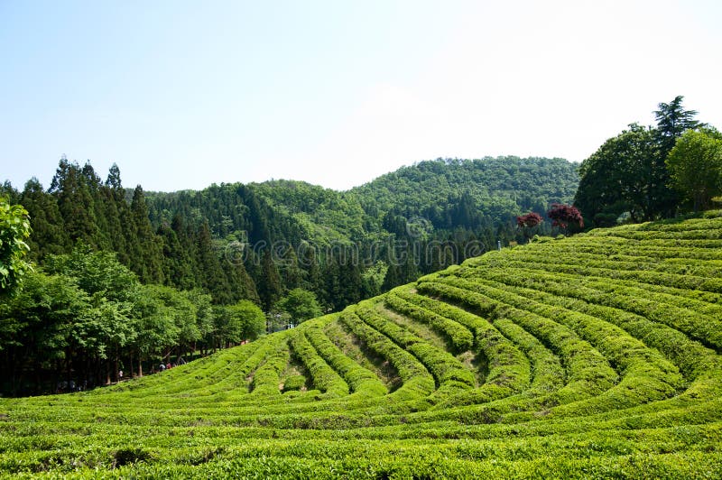 Tea Fields stock image. Image of shrub, outside, nature - 26909605