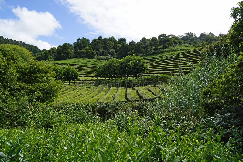 Tea fields on the azores stock image. Image of outdoors - 232748447